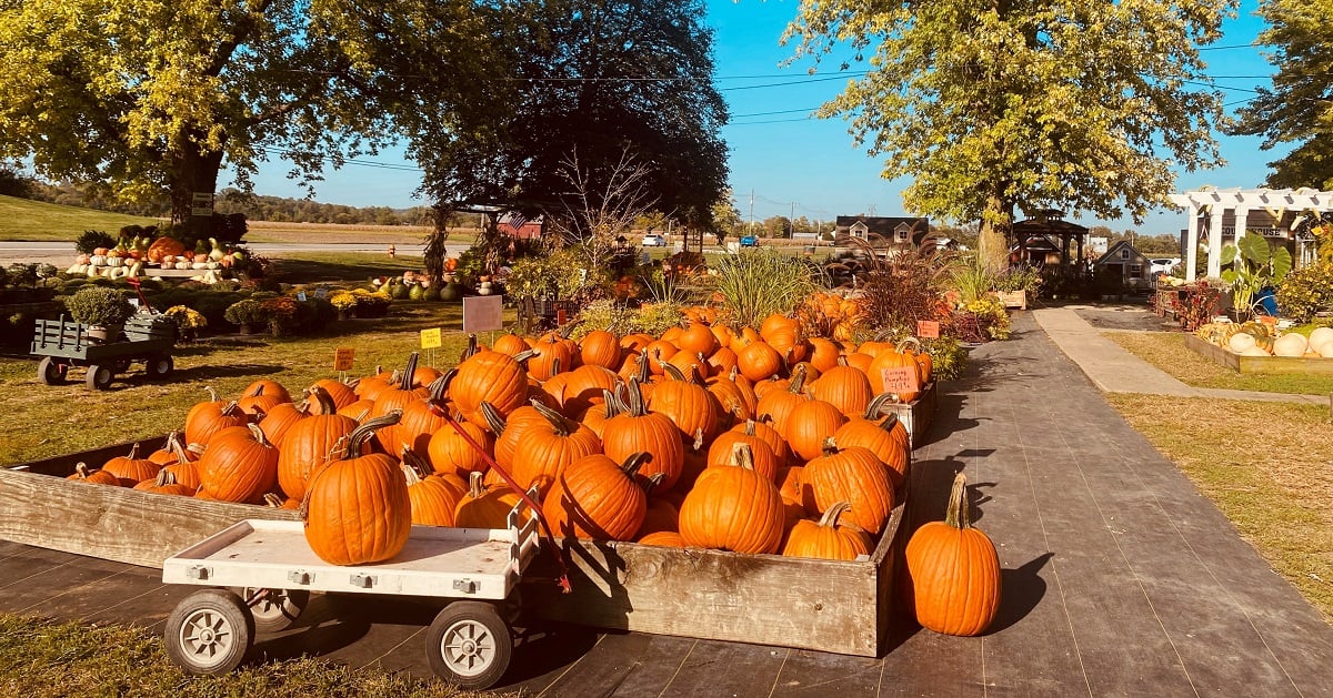 Pumpkins, Haunted Houses & More: Fall Happenings Around the Region